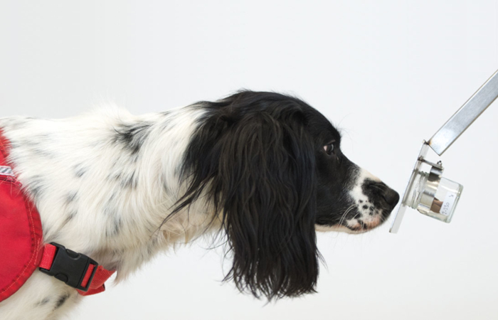 Medical Detection Dogs | International Fairs Directory | Health ...