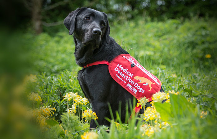 Medical Detection Dogs | International Fairs Directory | Health ...